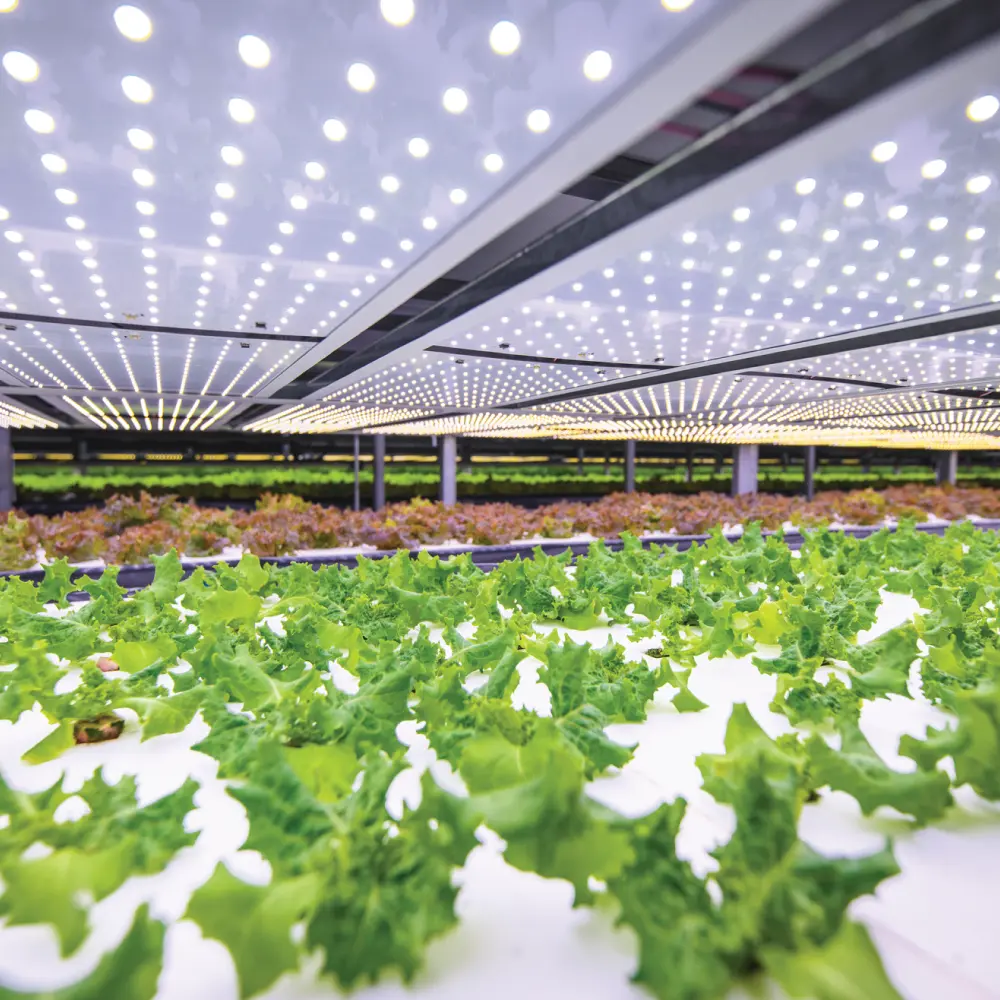 Farming - First Base Solutions